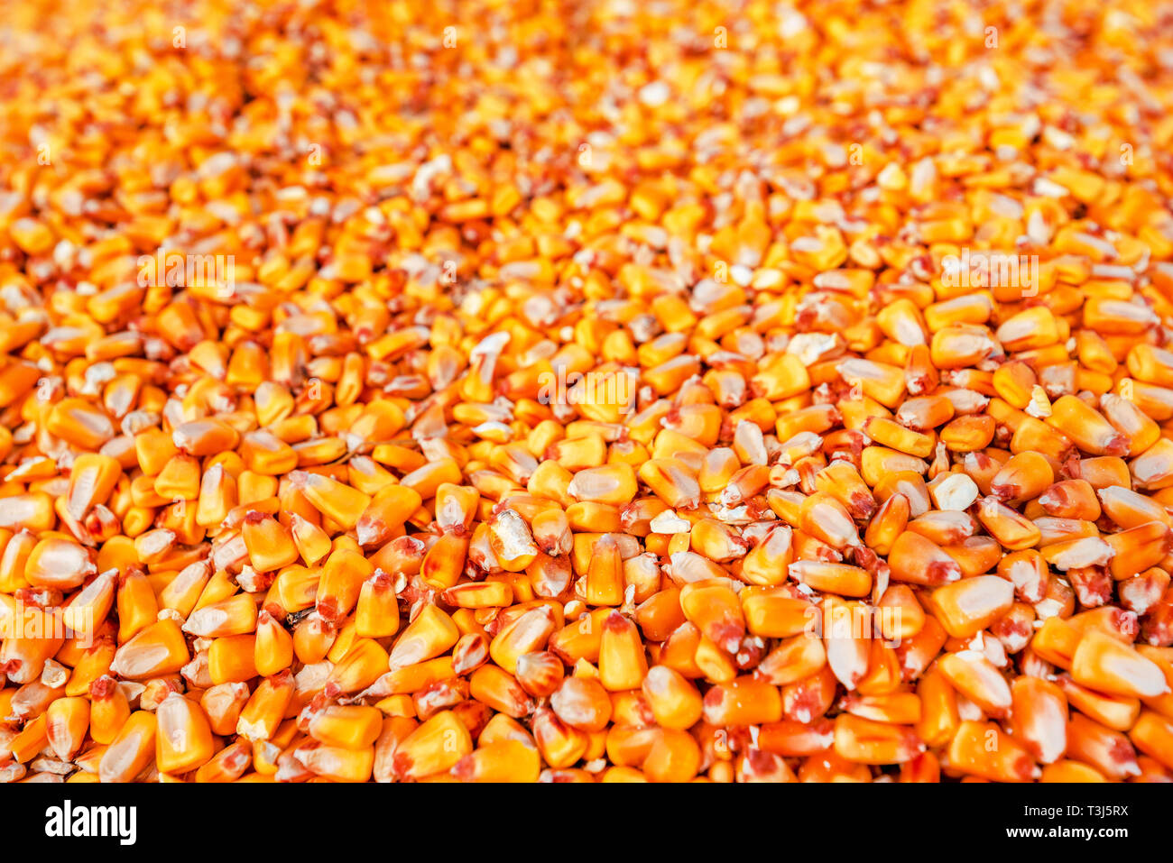 Heap of harvested corn kernels piled and gathered into agricultural ...