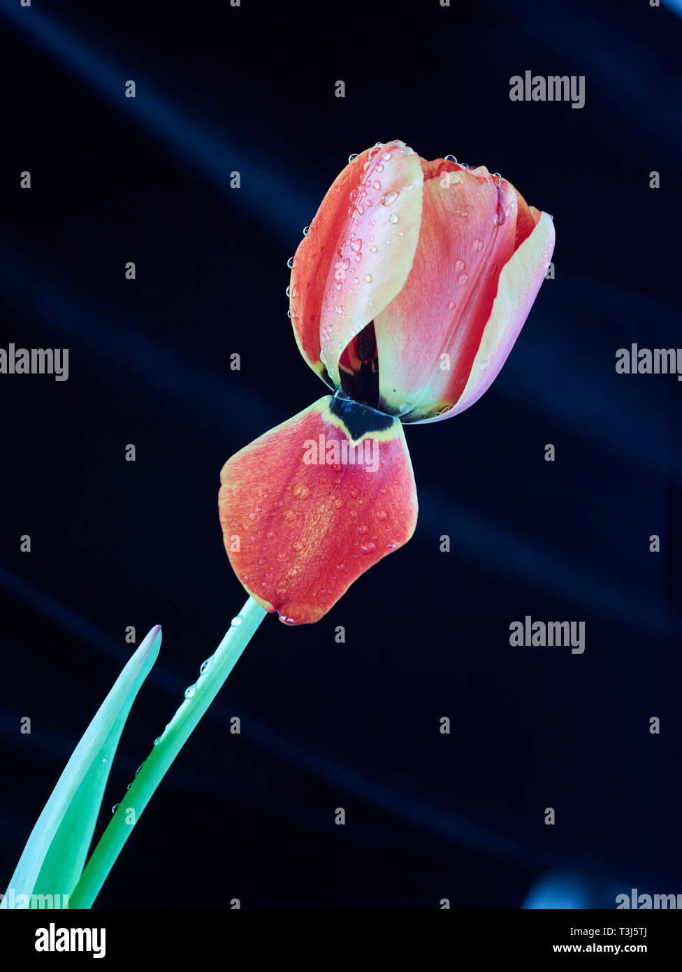 Tulip spring flower nature portrait Stock Photo - Alamy