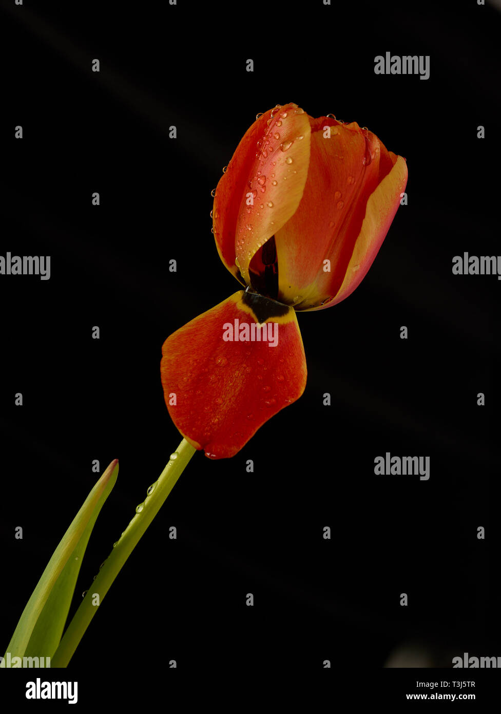 Tulip spring flower nature portrait Stock Photo - Alamy