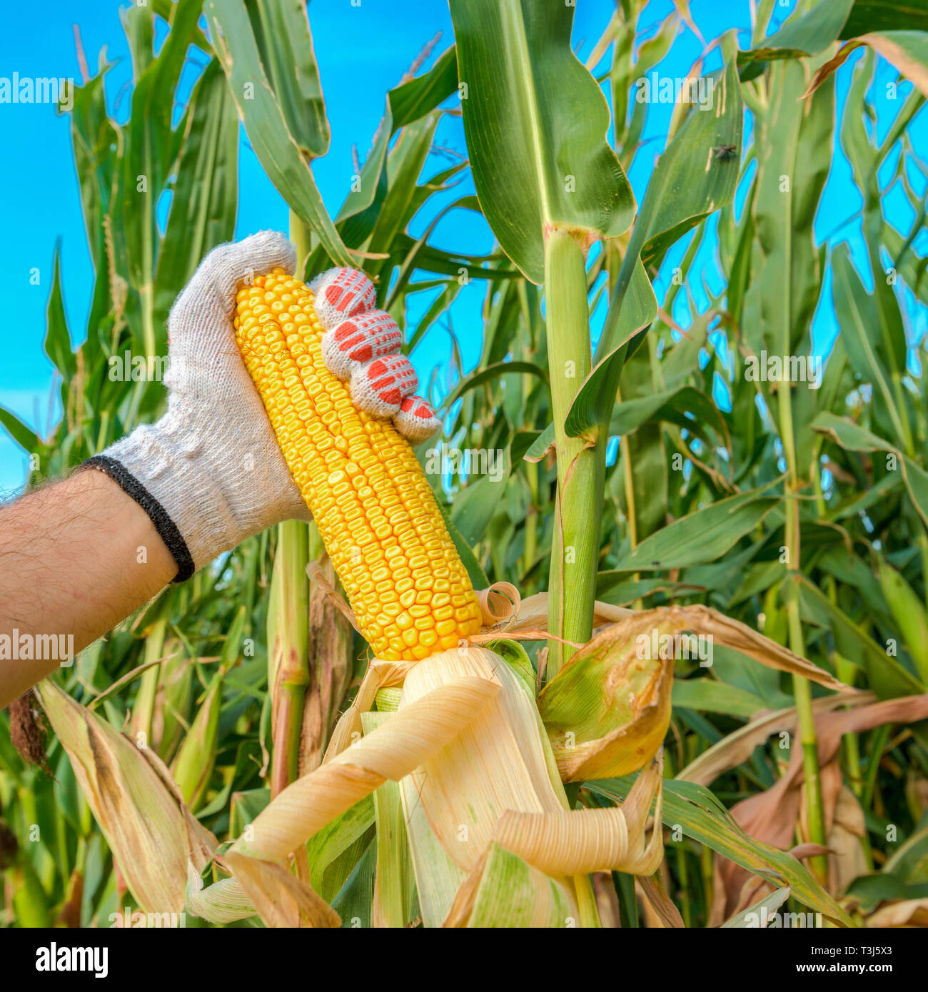 Farm worker picking corn on the cob in cultivated field Stock Photo - Alamy