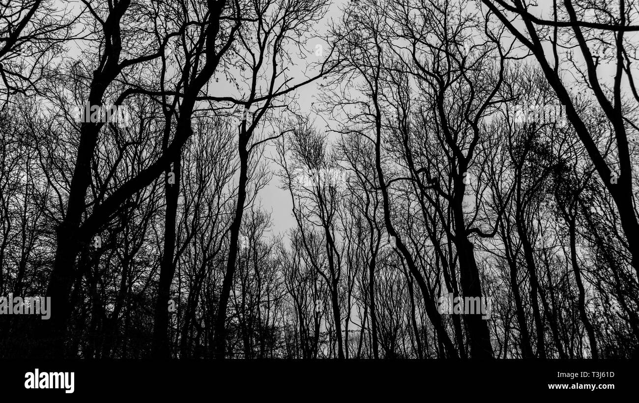 Low angle view forest trees Black and White Stock Photos & Images - Alamy