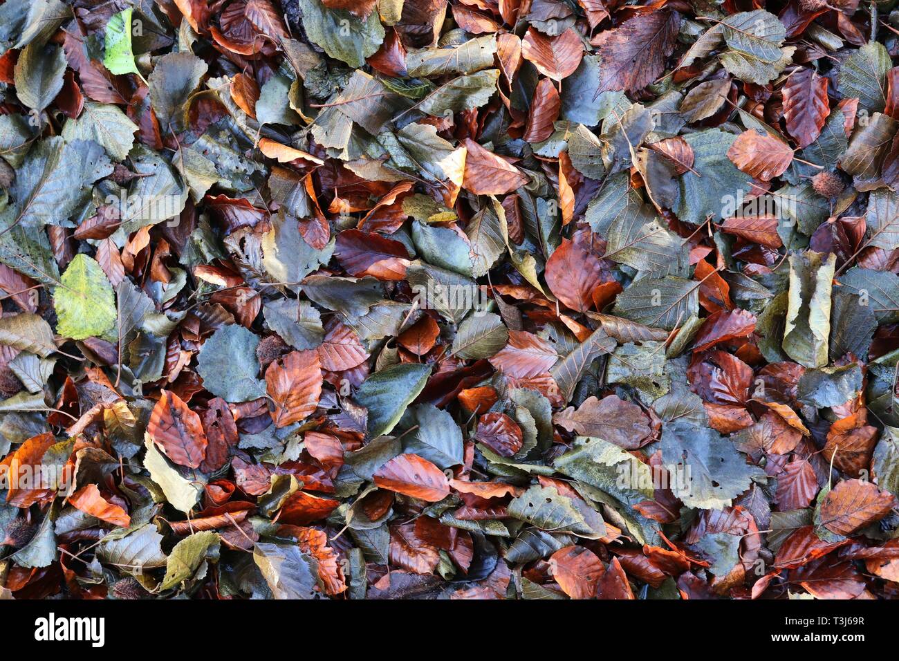 Detailed close up view on a forest ground in high resolution Stock ...