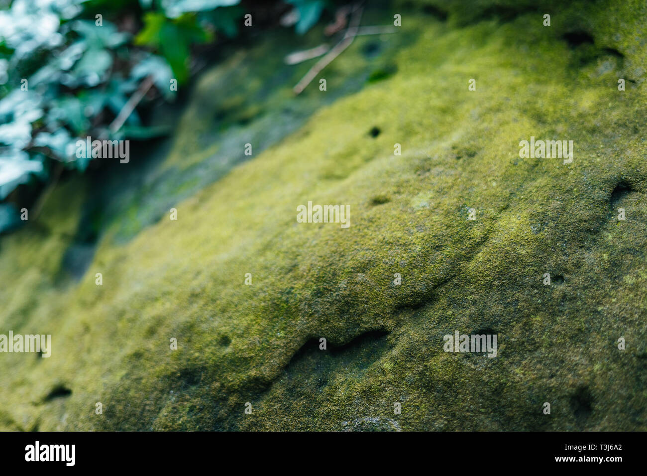 Green moss on stone Stock Photo - Alamy