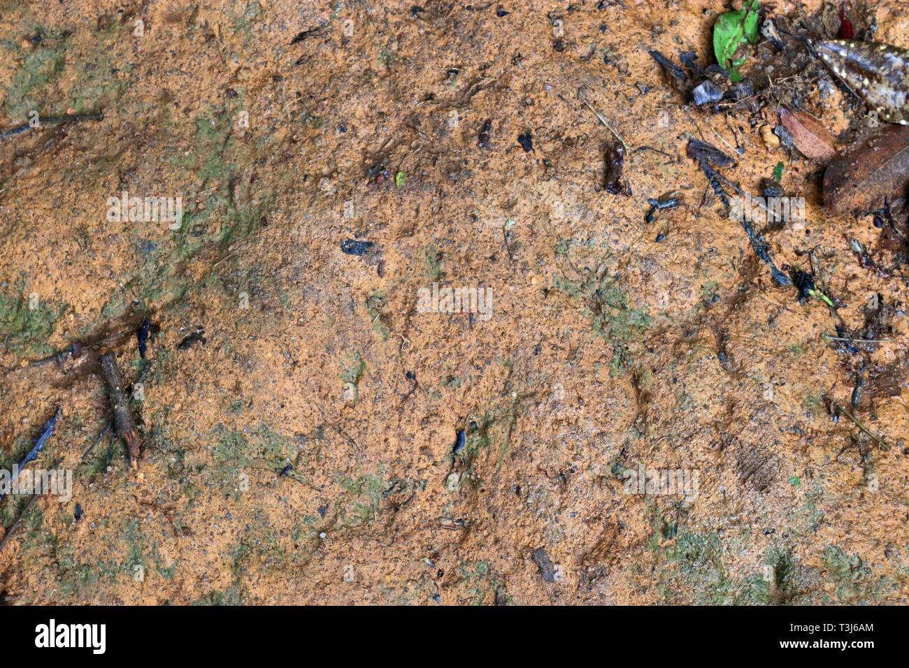 Detailed close up view on a forest ground in high resolution Stock ...