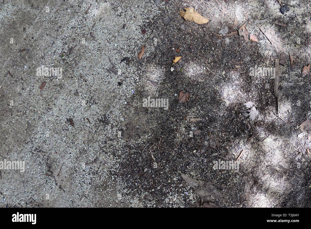 Detailed close up view on a forest ground in high resolution Stock ...