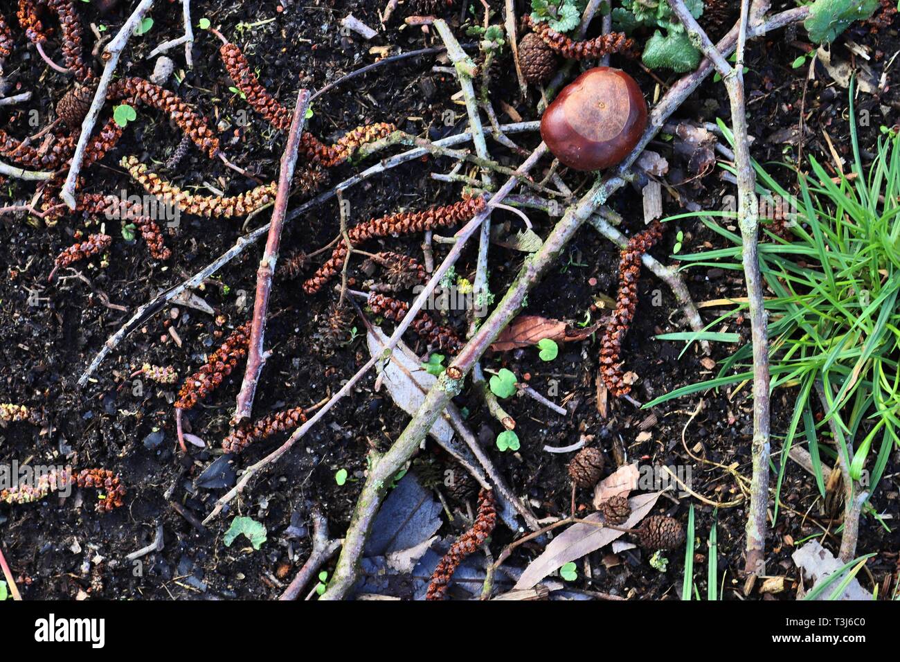 Detailed close up view on a forest ground in high resolution Stock ...