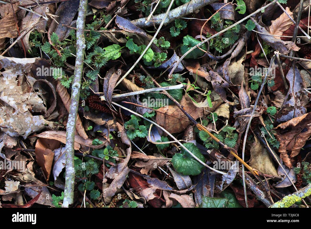 Detailed close up view on a forest ground in high resolution Stock ...