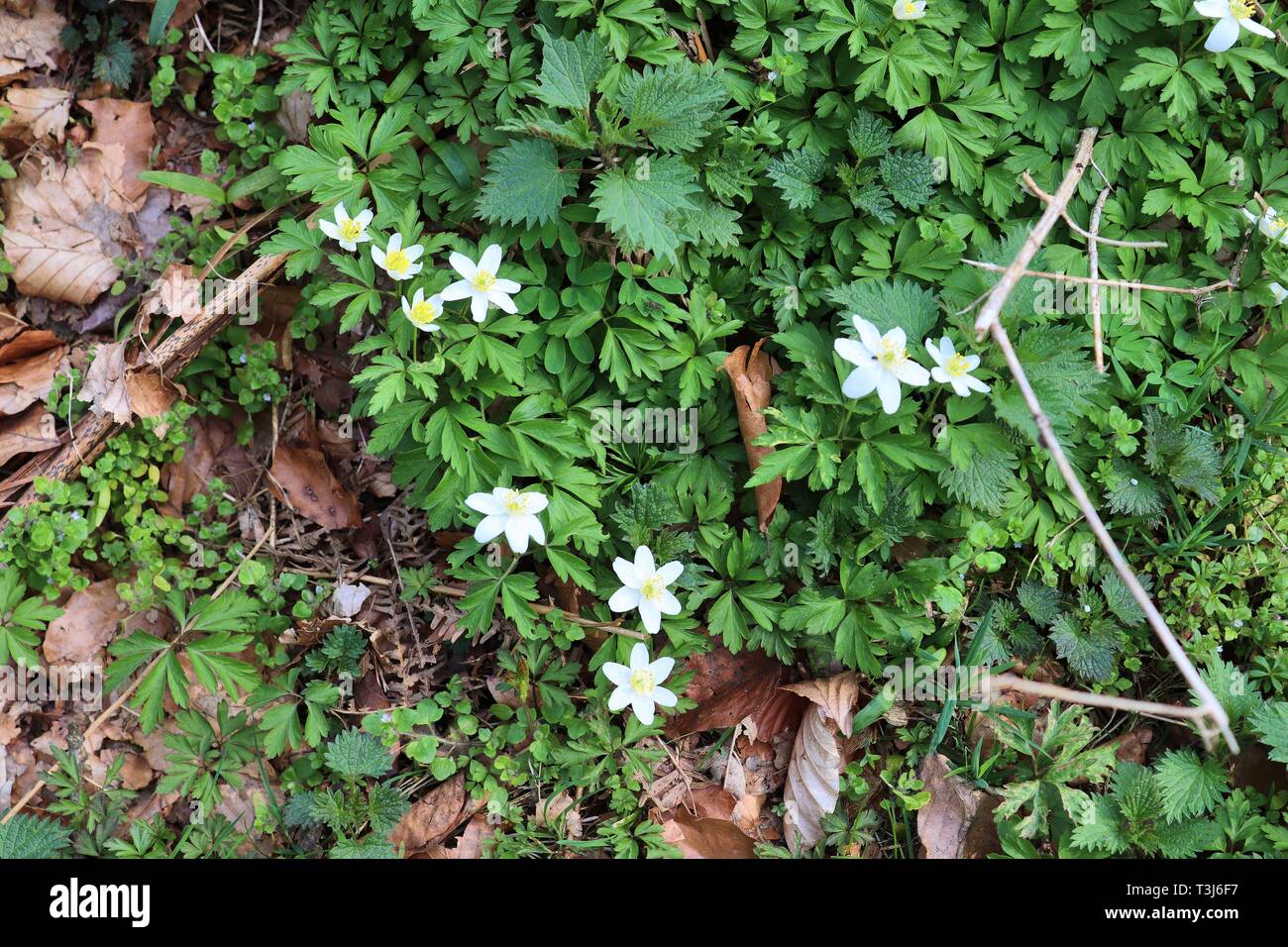 Detailed close up view on a forest ground in high resolution Stock ...