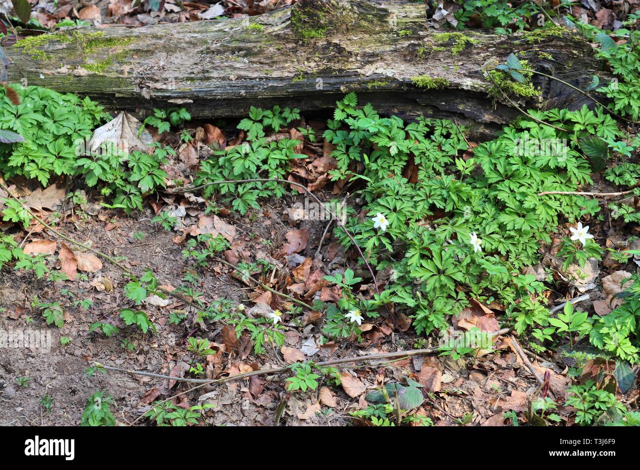 Detailed close up view on a forest ground in high resolution Stock ...