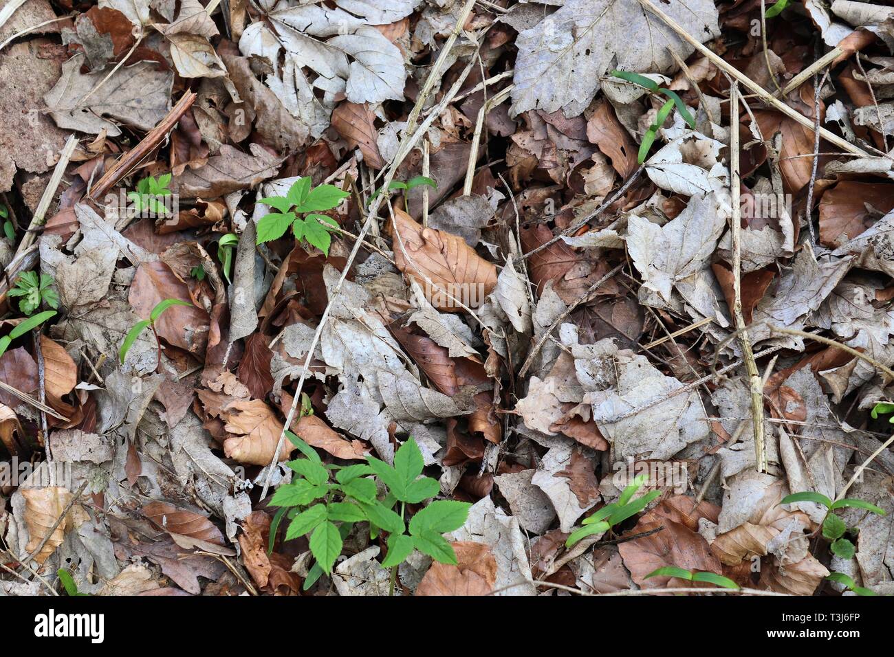 Detailed close up view on a forest ground in high resolution Stock ...