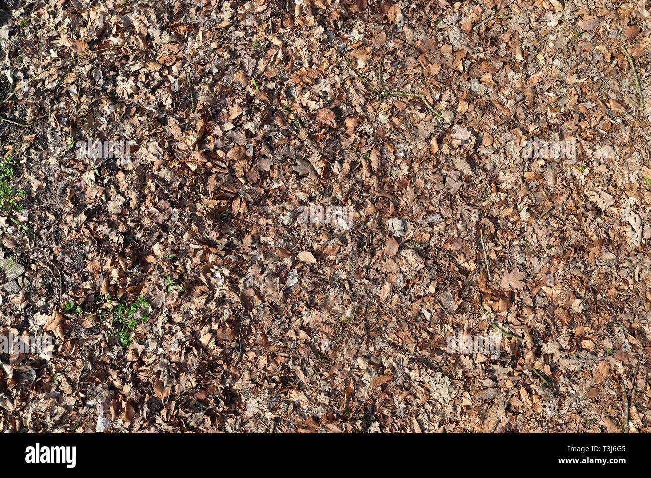 Detailed close up view on a forest ground in high resolution Stock ...