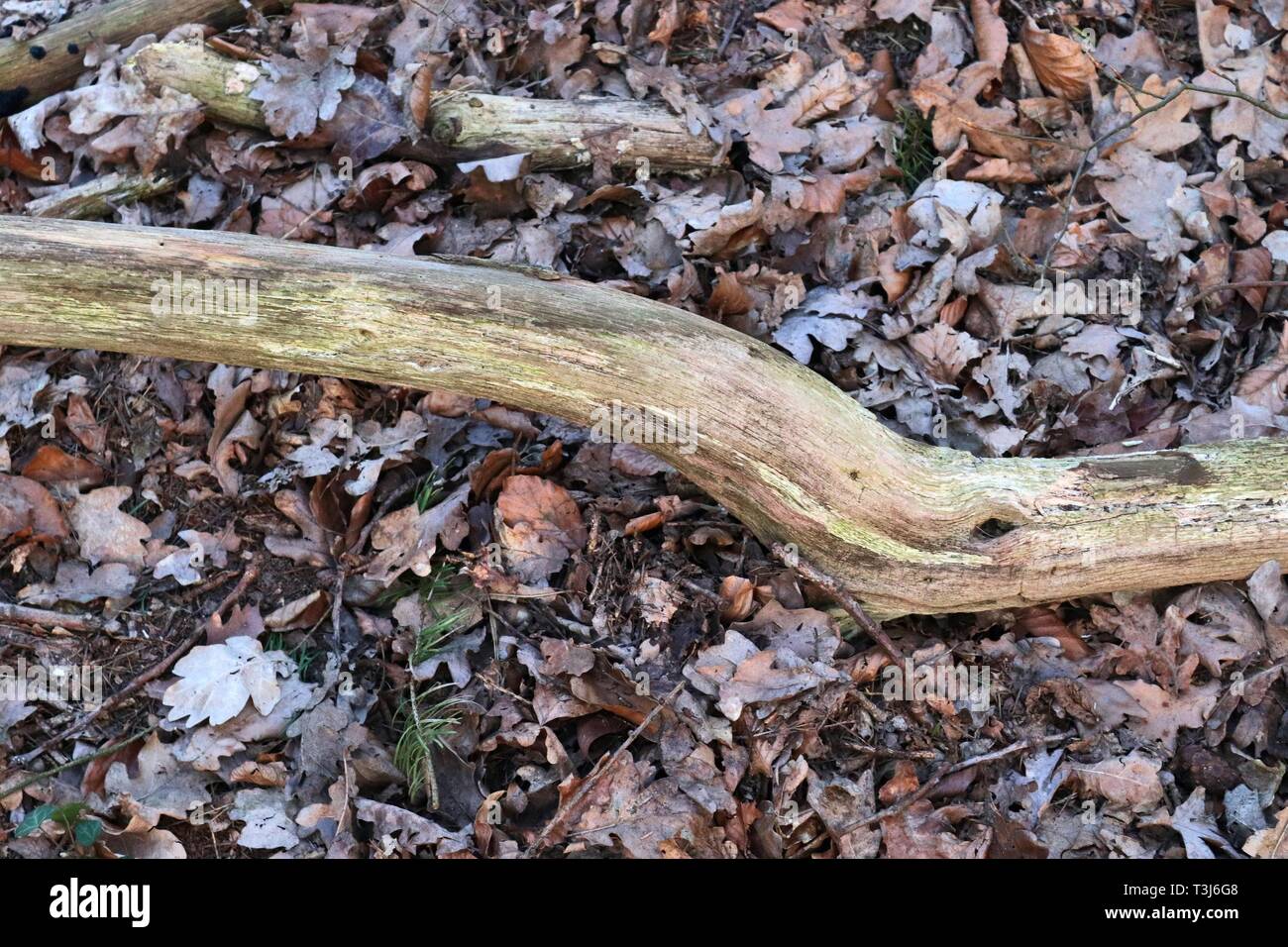 Detailed close up view on a forest ground in high resolution Stock ...