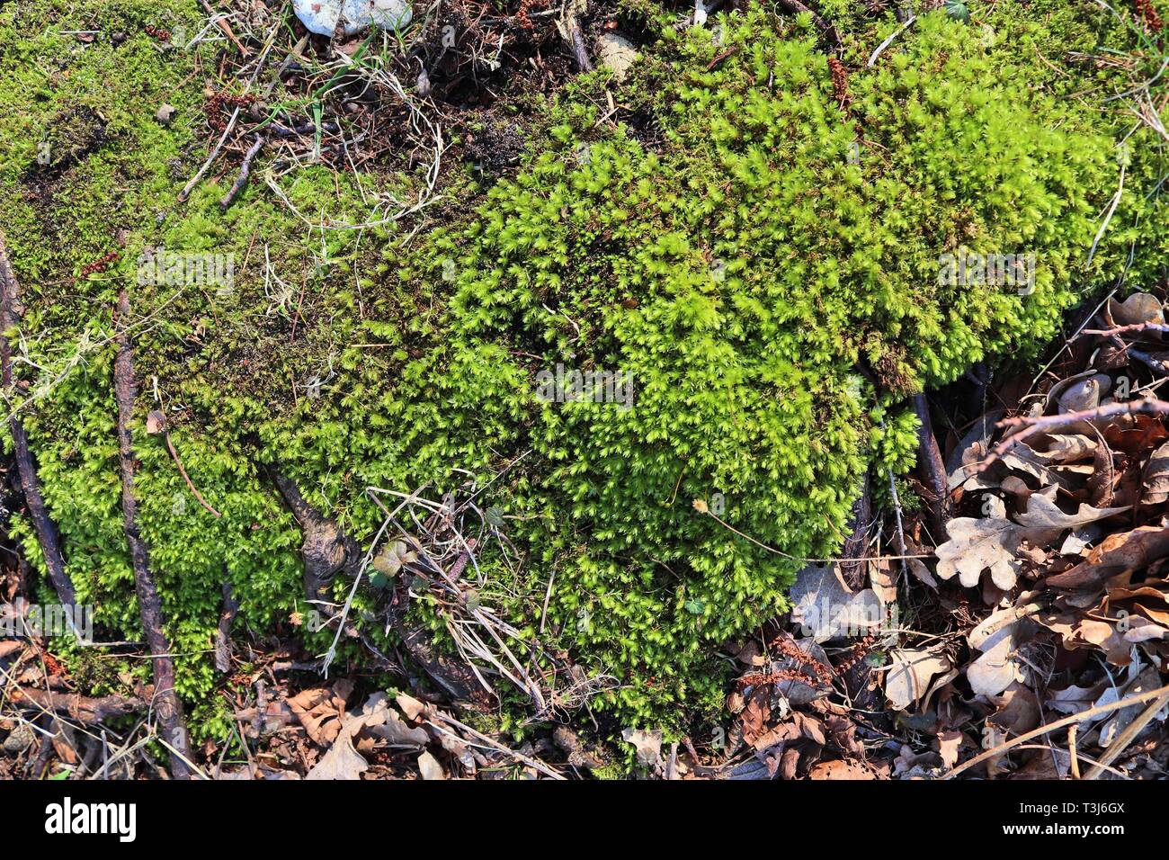 Detailed close up view on a forest ground in high resolution Stock ...
