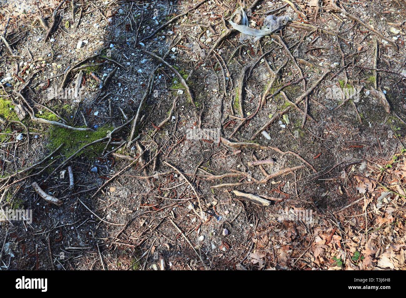 Detailed close up view on a forest ground in high resolution Stock ...