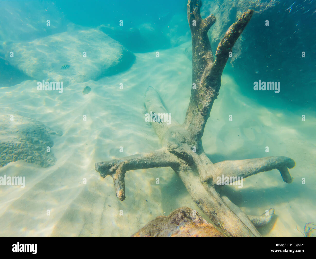 Many fish, anemonsand sea creatures, plants and corals under water near ...