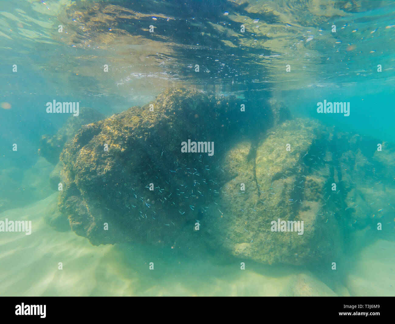 Many fish, anemonsand sea creatures, plants and corals under water near ...