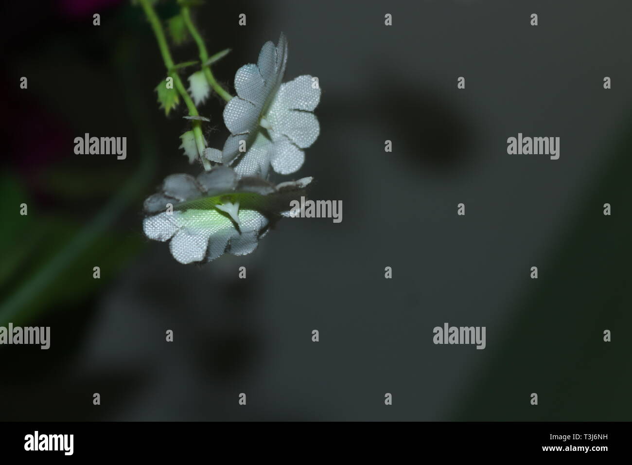 White color photo hi-res stock photography and images - Alamy