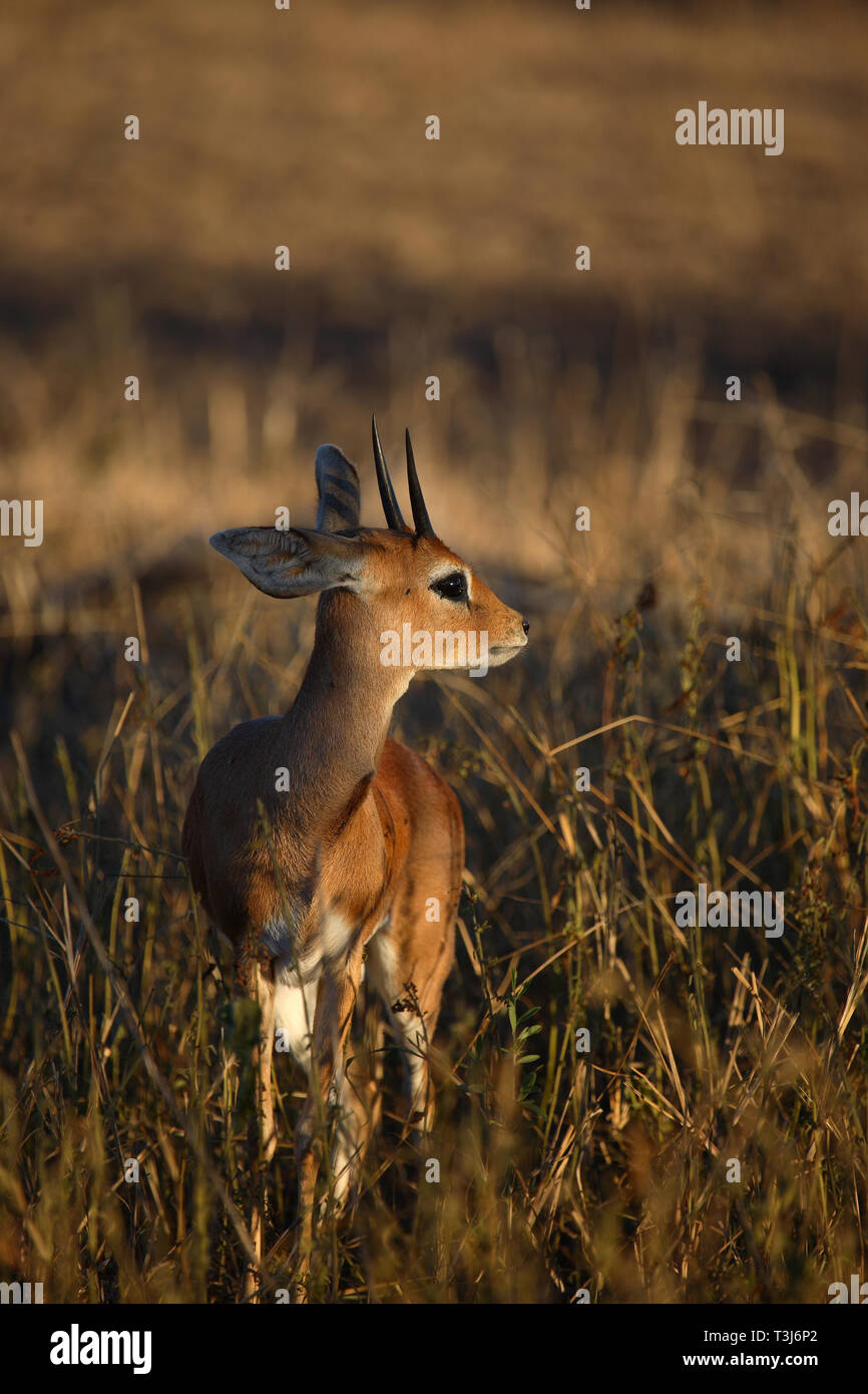 Steinbock afrika hi-res stock photography and images - Alamy