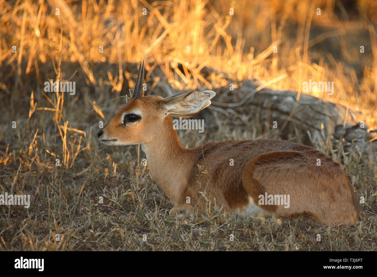 Afrikanischer Steinbock / African Steenbok / Raphicerus campestris ...