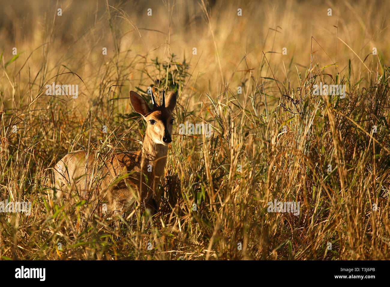 Afrikanische steenboks hi-res stock photography and images - Alamy