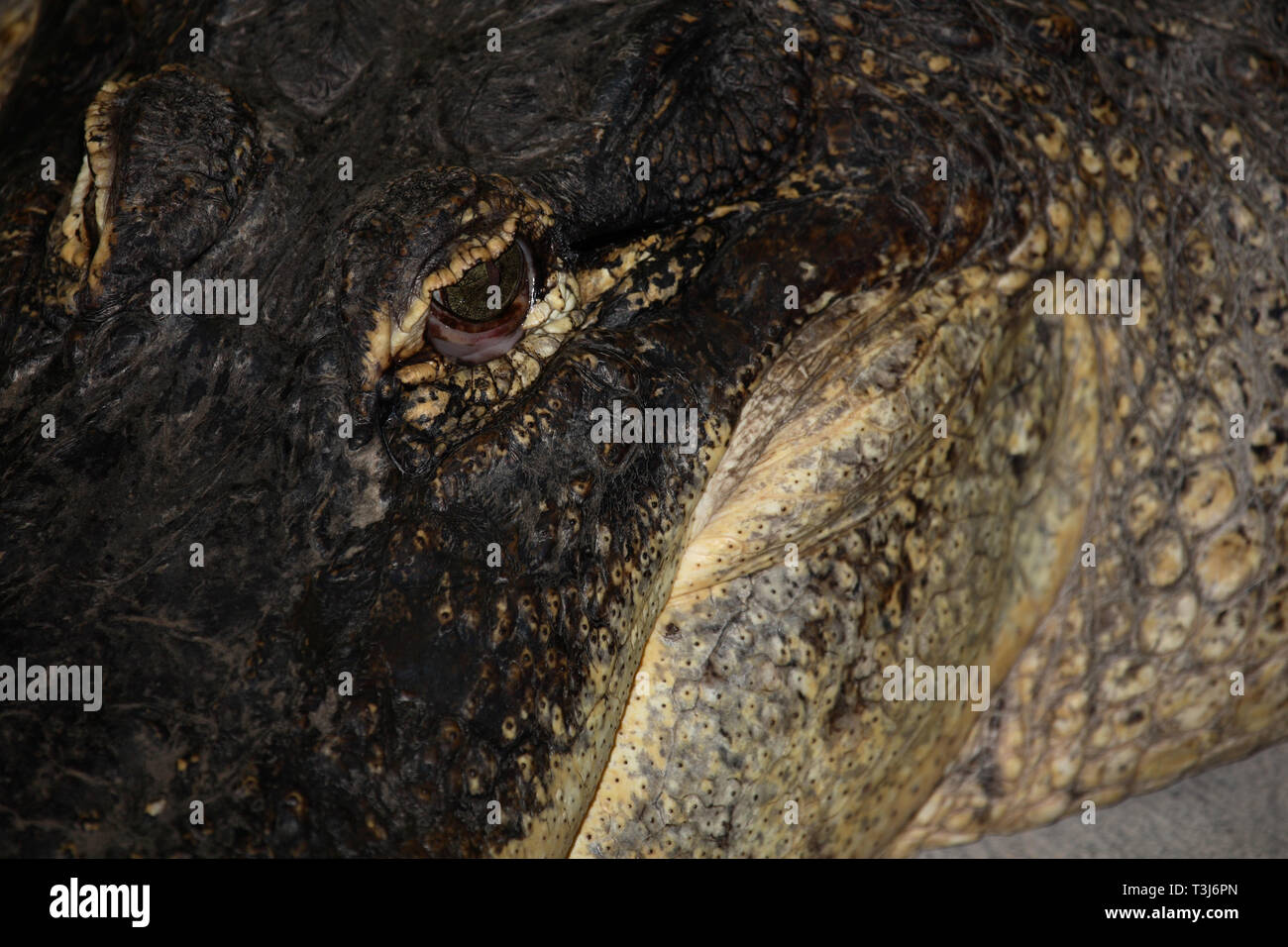Alligator / Alligator / Alligator Stock Photo - Alamy
