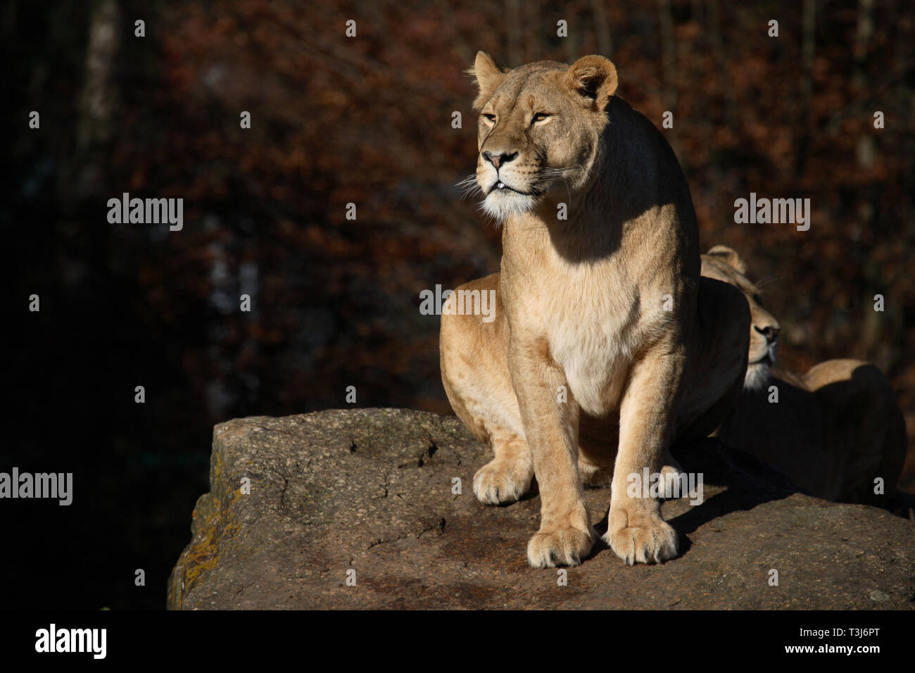 Afrikanischer Löwe / African Lion / Panthera leo Stock Photo - Alamy