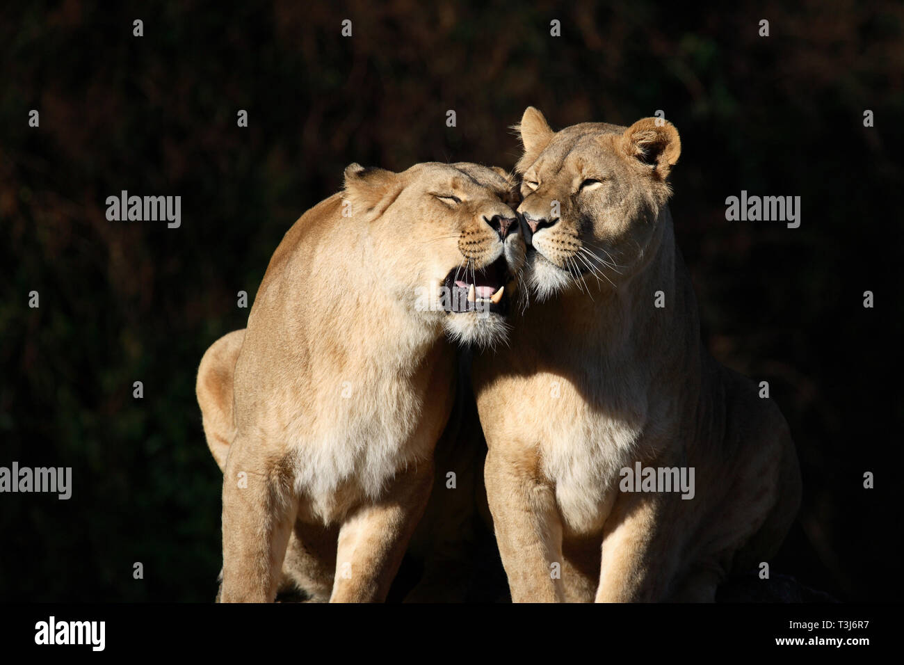 Lowe afrika hi-res stock photography and images - Alamy
