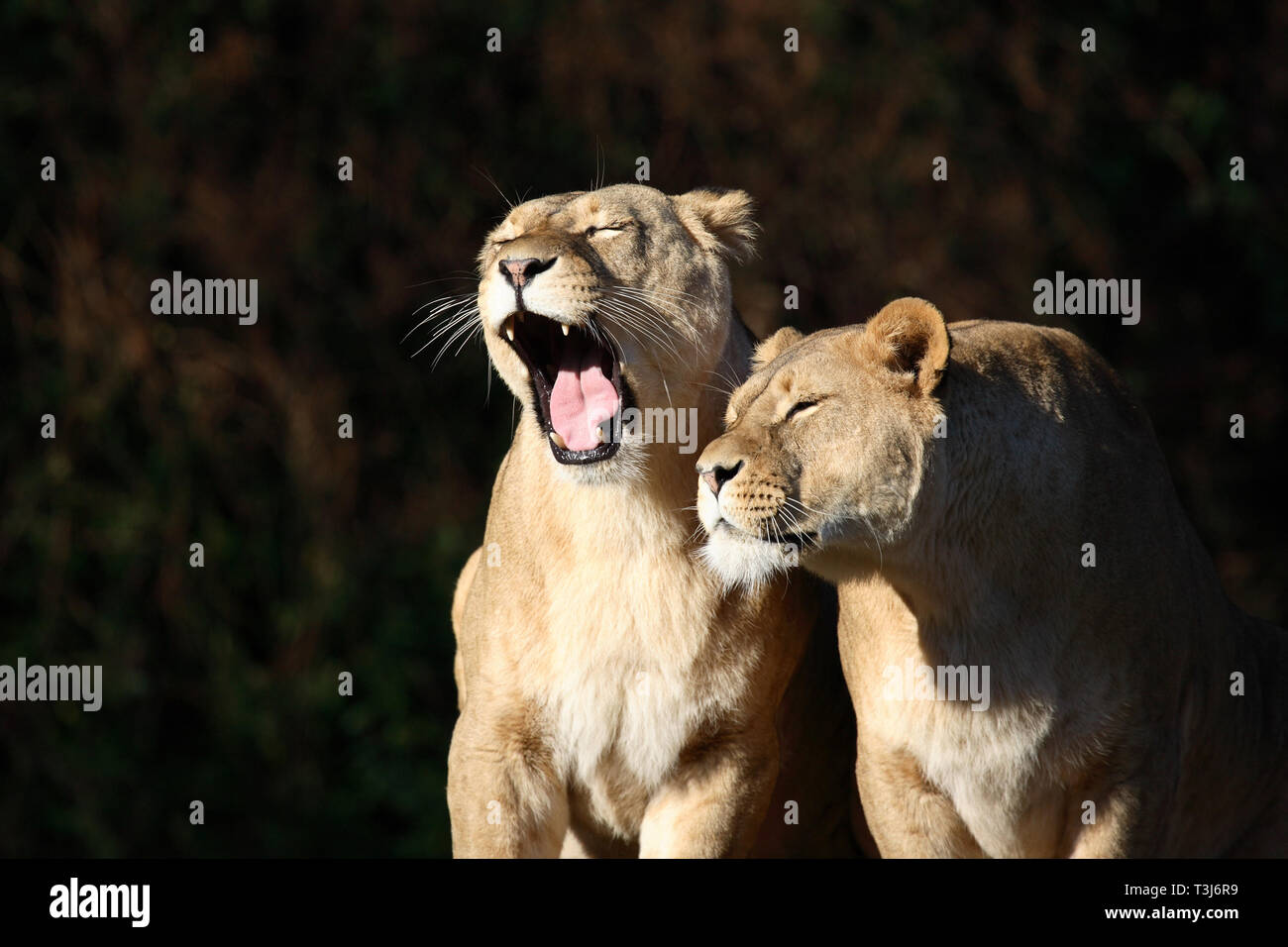 Afrikanischer Löwe / African Lion / Panthera leo Stock Photo - Alamy