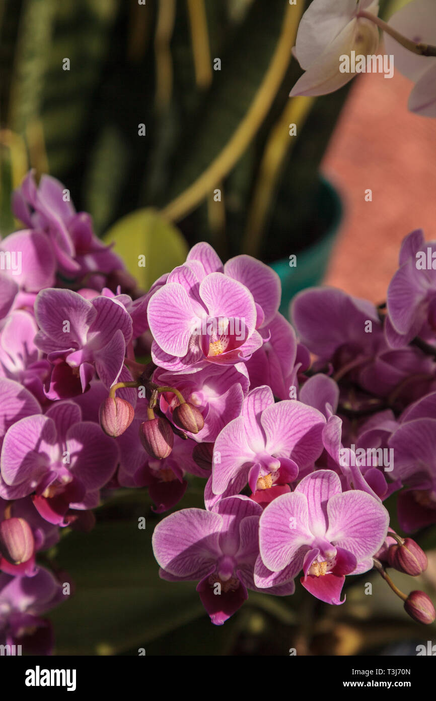 Cluster of Purple Oncidium Orchid in a Naples, Florida garden Stock ...
