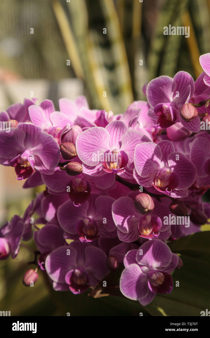Florida oncidium orchid hi-res stock photography and images - Alamy
