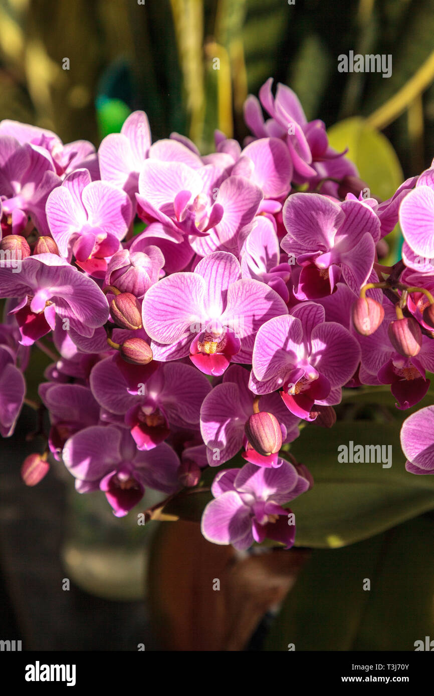 Florida oncidium orchid hi-res stock photography and images - Alamy