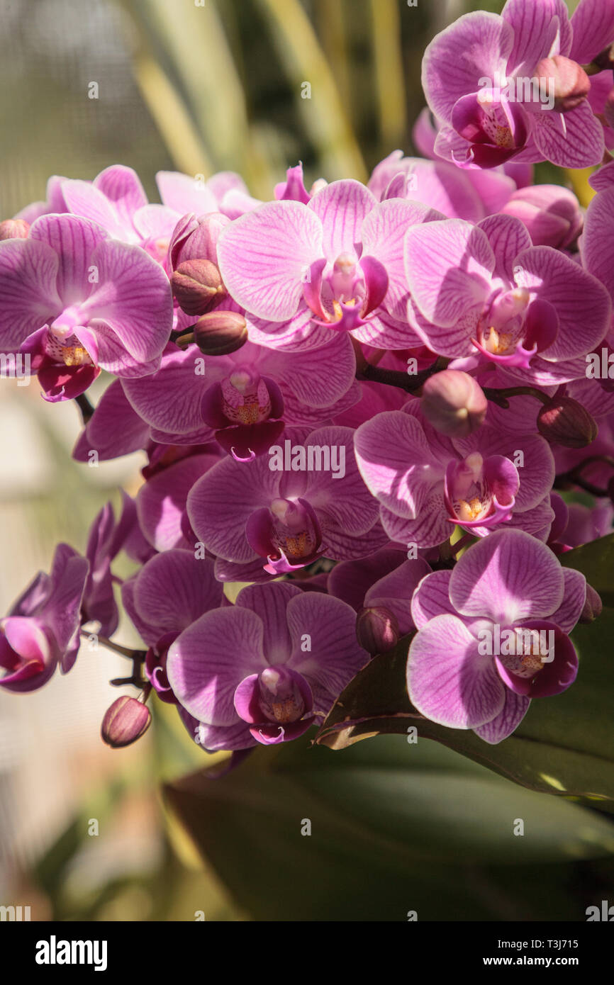 Florida oncidium orchid hi-res stock photography and images - Alamy