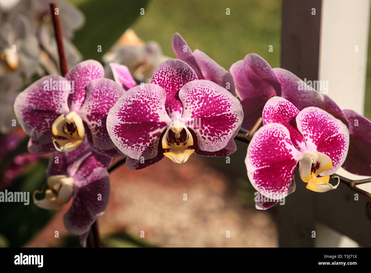 Cluster of Purple Oncidium Orchid in a Naples, Florida garden Stock ...