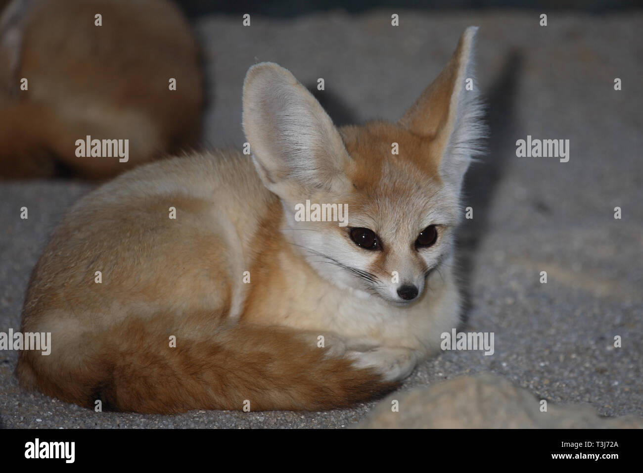 Fennek oder Wüstenfuchs / Fennec Fox / Vulpes zerda - Fennecus zerda ...