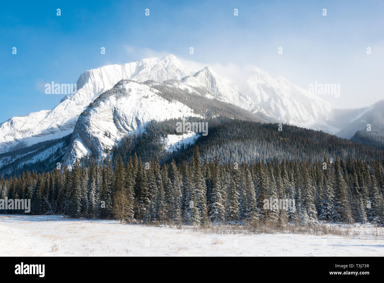 Perdrix hi-res stock photography and images - Alamy