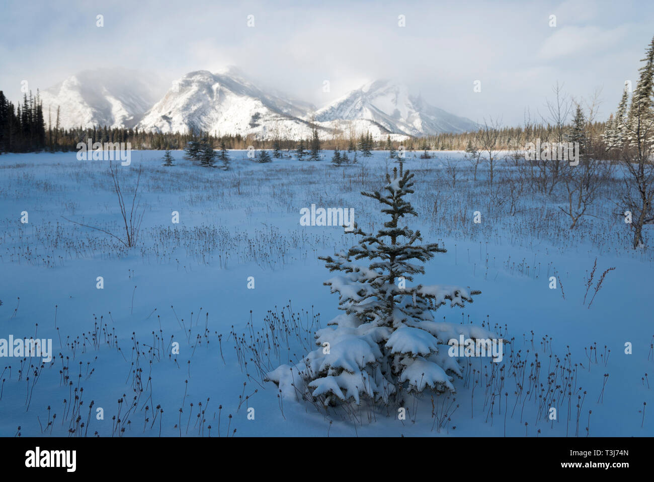 Winter in Western Alberta Canada Stock Photo - Alamy