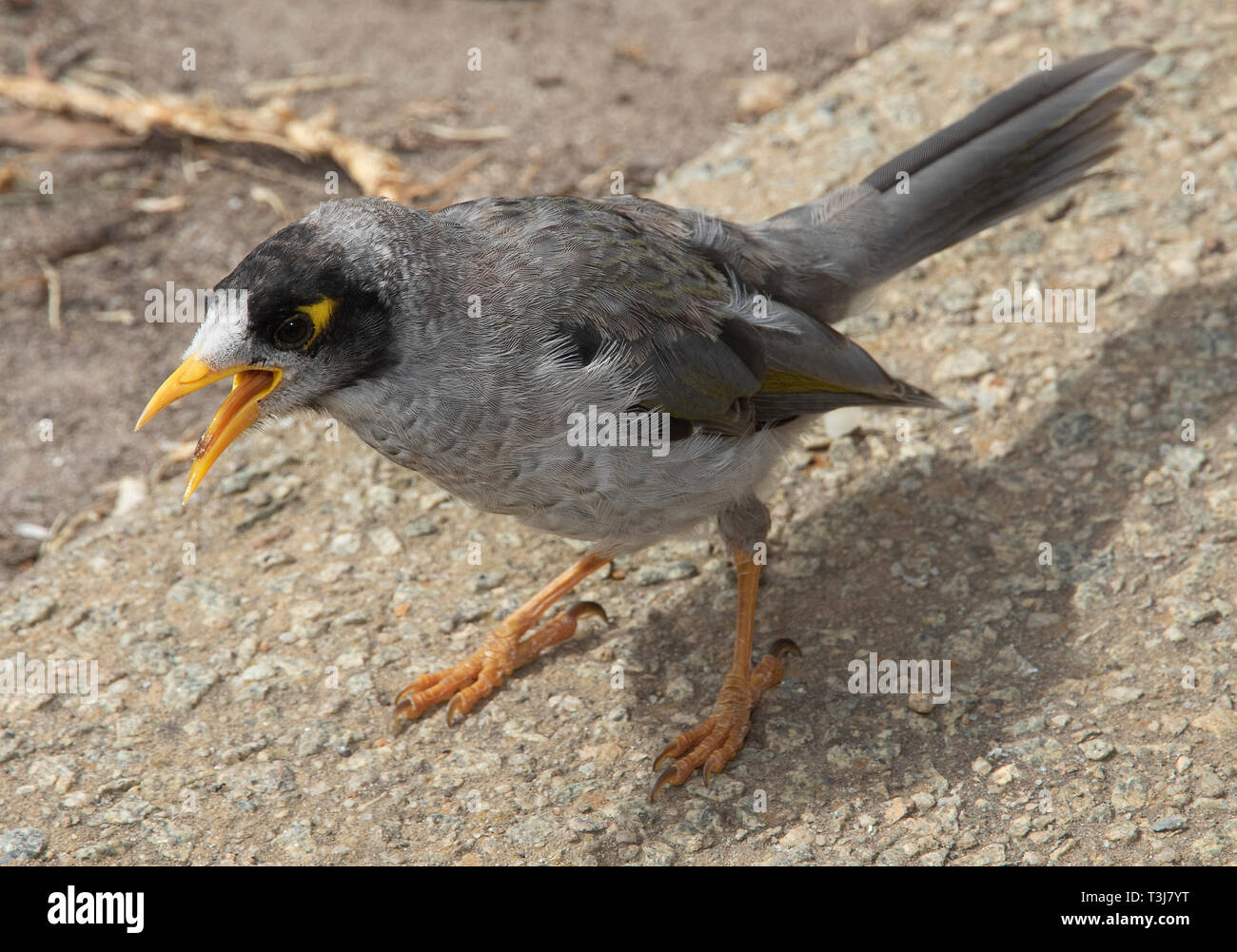 The noisy miner (Manorina melanocephala) is a bird in the honeyeater ...