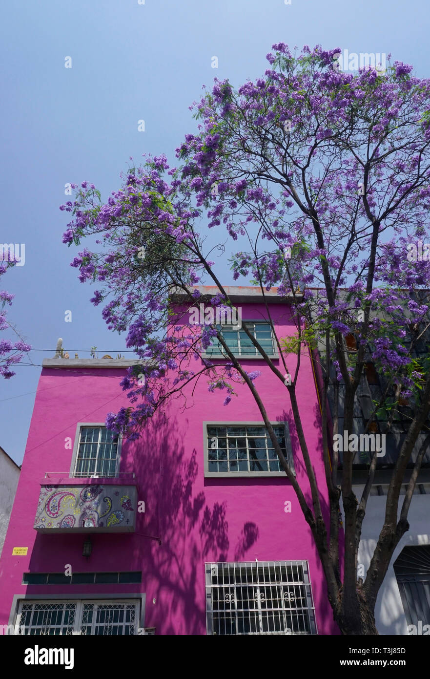 Jacaranda tree and pink home in Colonia Roma, Mexico City, Mexico Stock ...