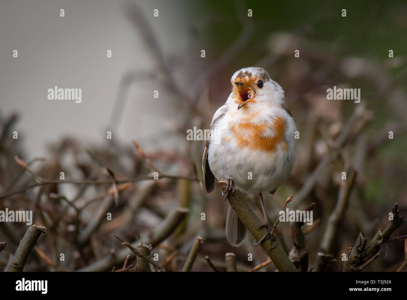 A very rare white leucistic robin perched on the top of a hedgerow with ...