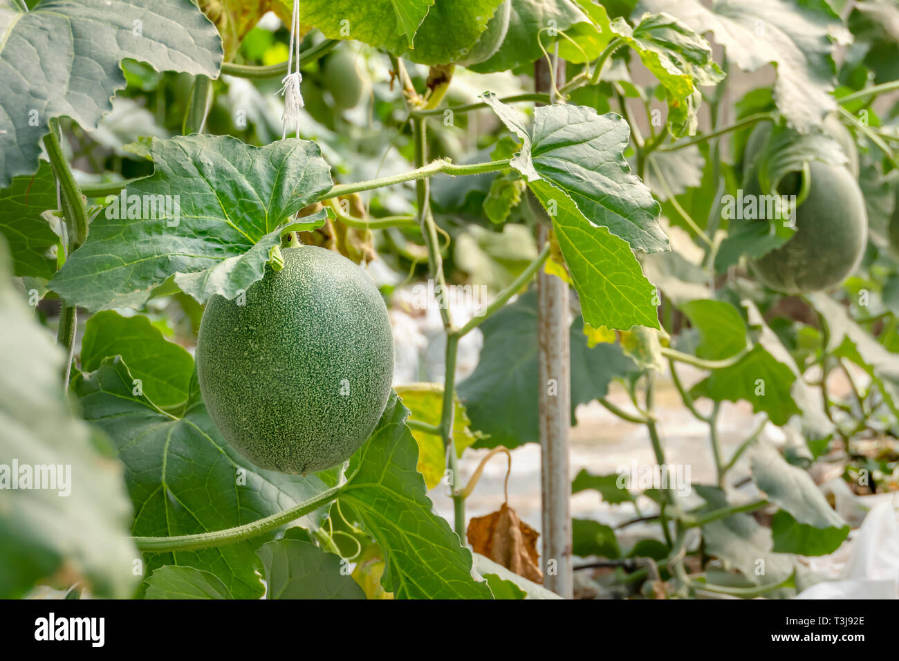 Melon plants hi-res stock photography and images - Alamy