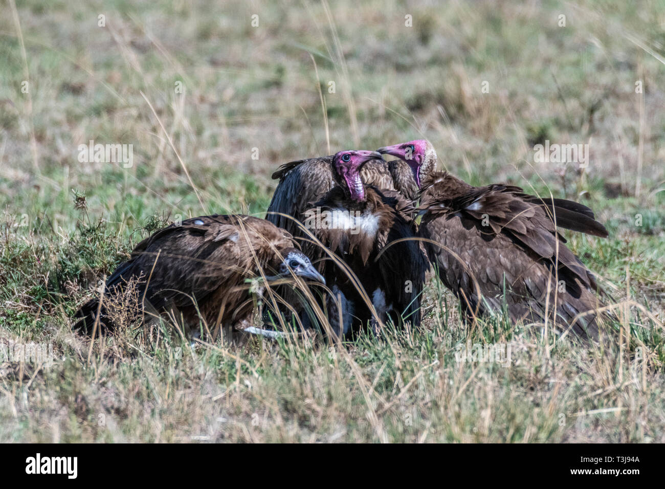 Group of big white lappet faced vulture with big claws feeding on dead ...