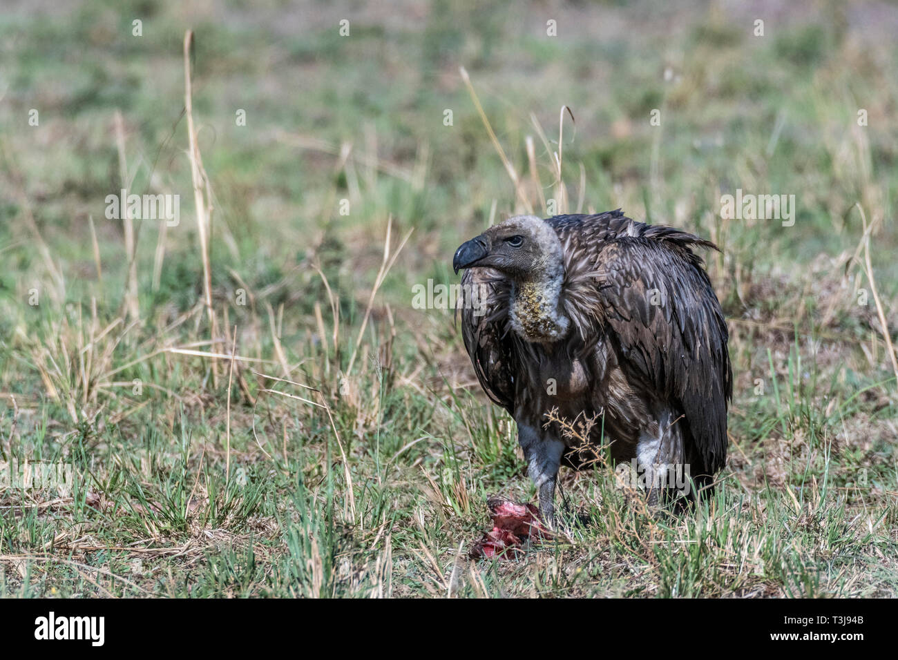 African white-backed vulture feeding on dead prey , Maasai Mara Stock ...