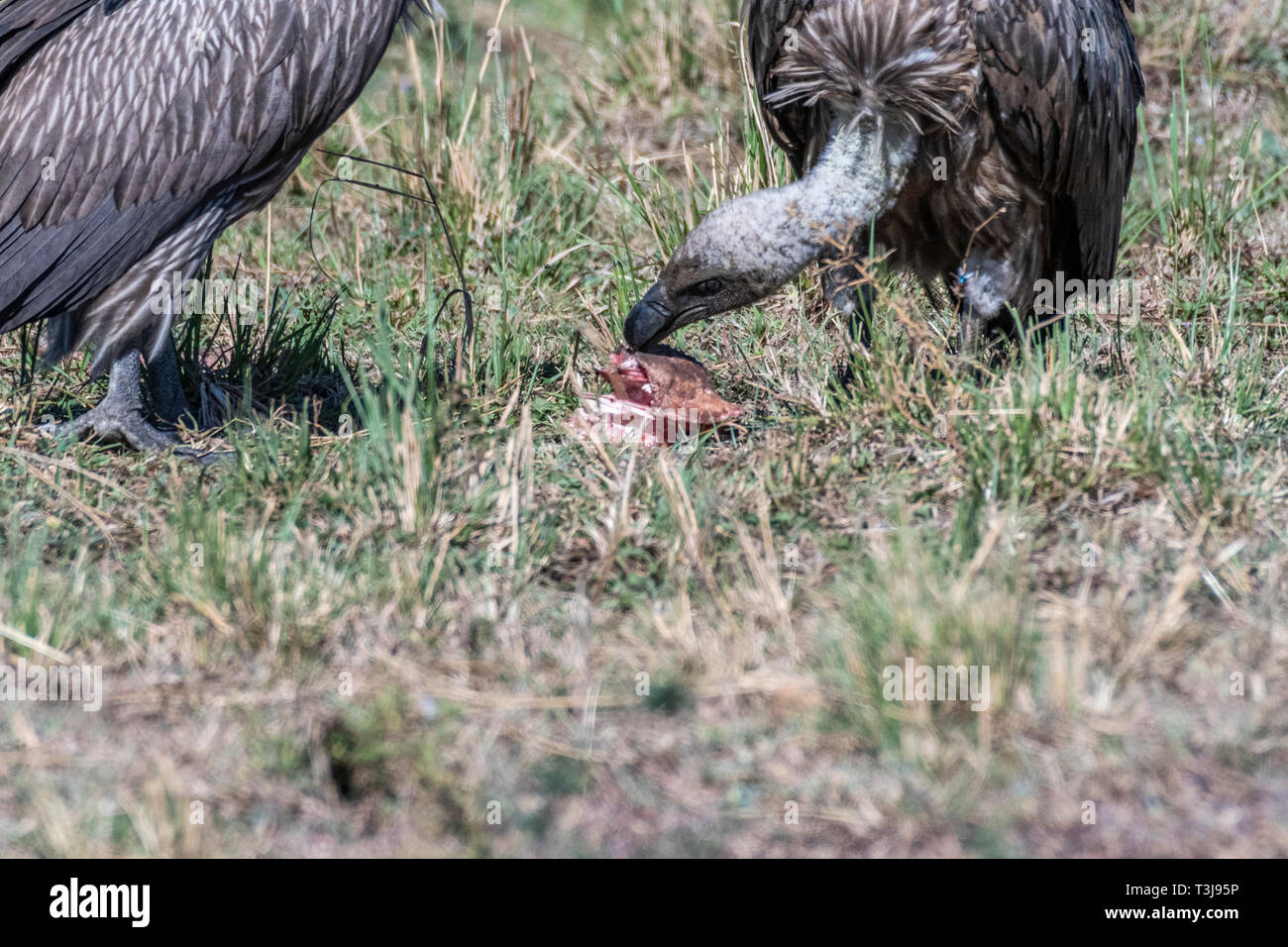 African white-backed vulture feeding on dead prey , Maasai Mara Stock ...