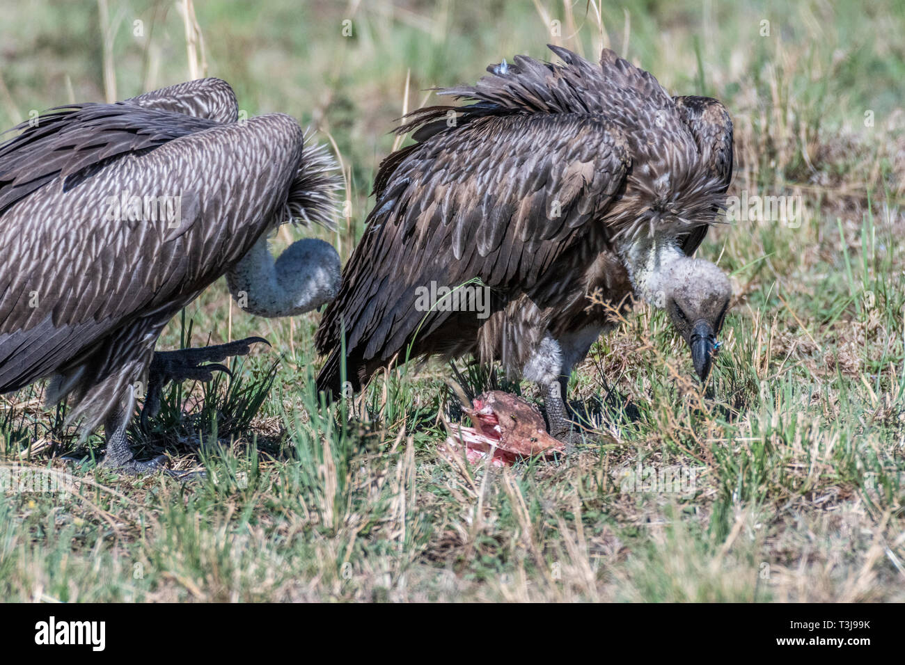 African white-backed vulture feeding on dead prey , Maasai Mara Stock ...