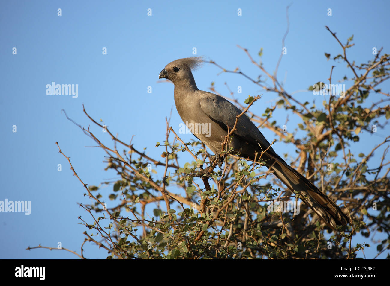 Graulärmvogel / Grey Lourie / Corythaixoides concolor Stock Photo - Alamy