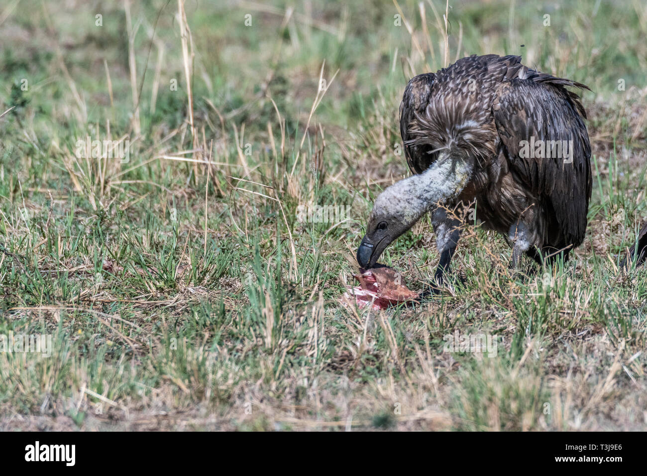 African white-backed vulture feeding on dead prey , Maasai Mara Stock ...