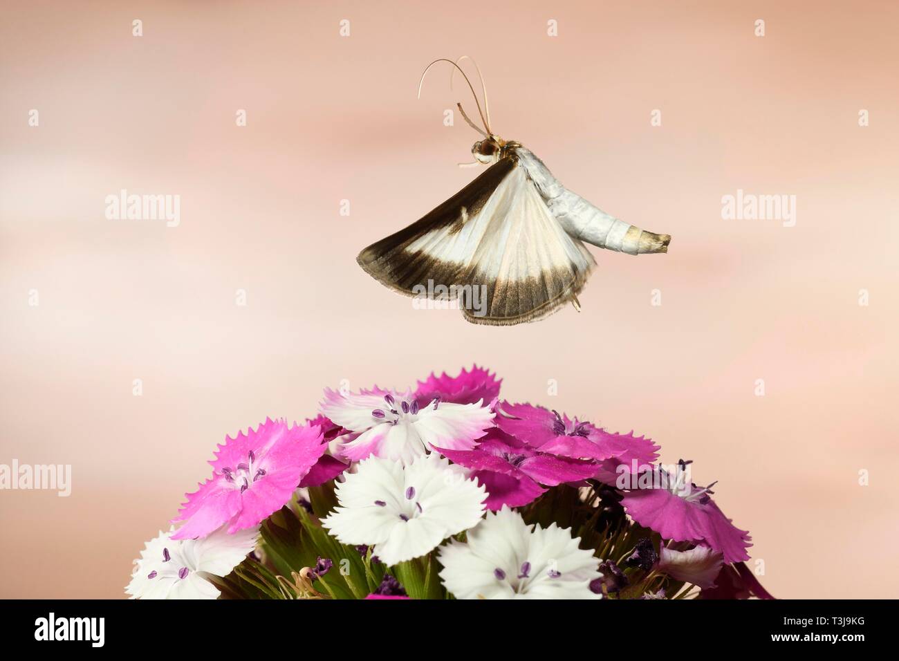 Box tree moth (Cydalima perspectalis) in flight on a Wood pink ...