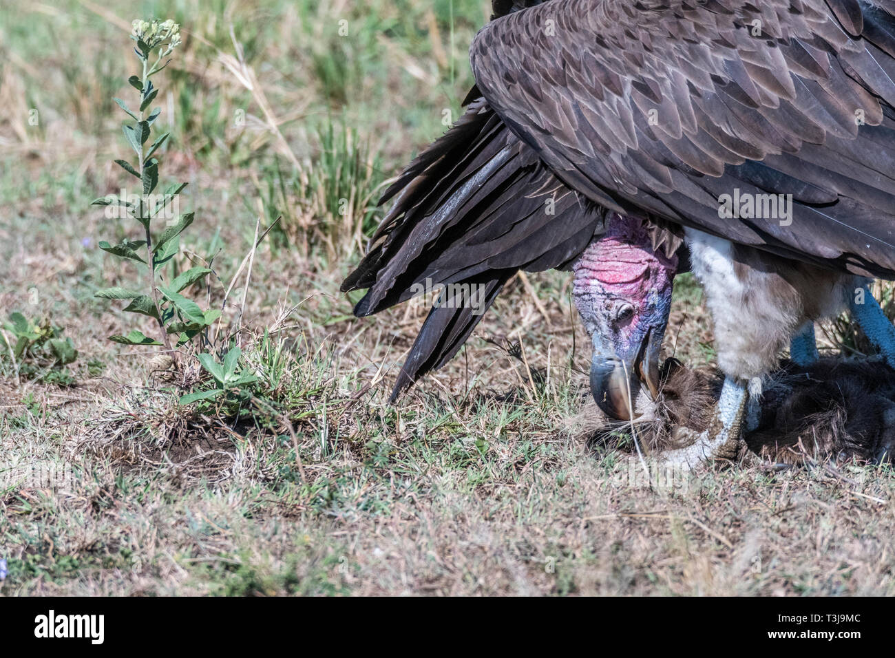 Close up face of big white lappet faced vulture feeding on dead animal ...