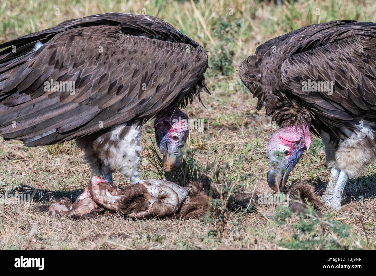 Two big white lappet faced vulture feeding on dead animal skin, Maasai ...