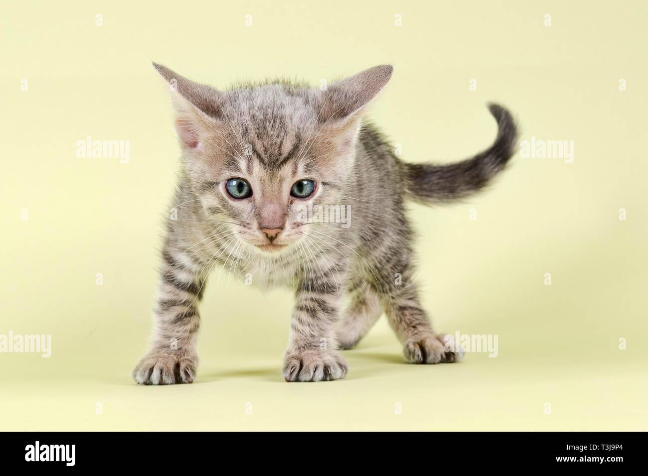 Grey Toyger